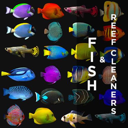 FISH & REEF CLEANERS – Puddle Aquatics
