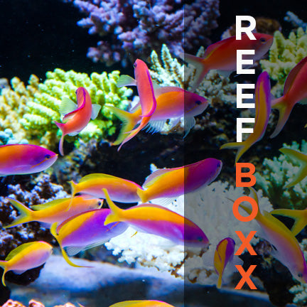Reef Boxx – Puddle Aquatics