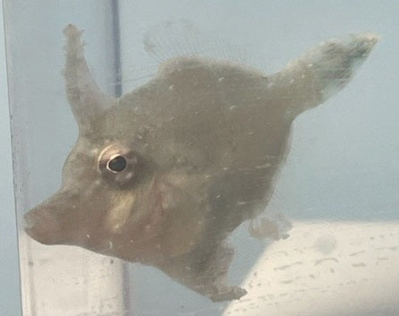 Aiptasia Eating Filefish ( Fully Quarantined ) – Puddle Aquatics