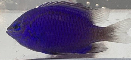 Springer’s Damsel (Fully Quarantined) – Puddle Aquatics